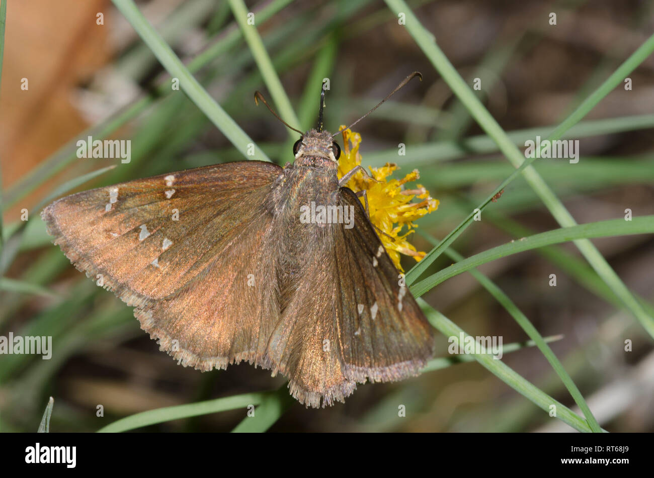 Northern Cloudywing, Cecropterus pylades, female nectaring on Sweetbush ...