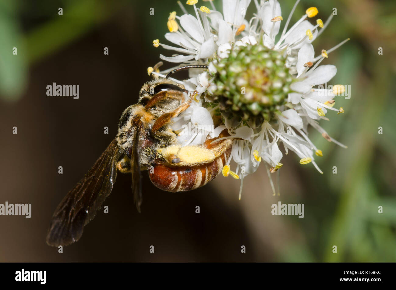 Prickly-poppy Andrena, Andrena argemonis, on Prairie Clover, Dalea sp ...