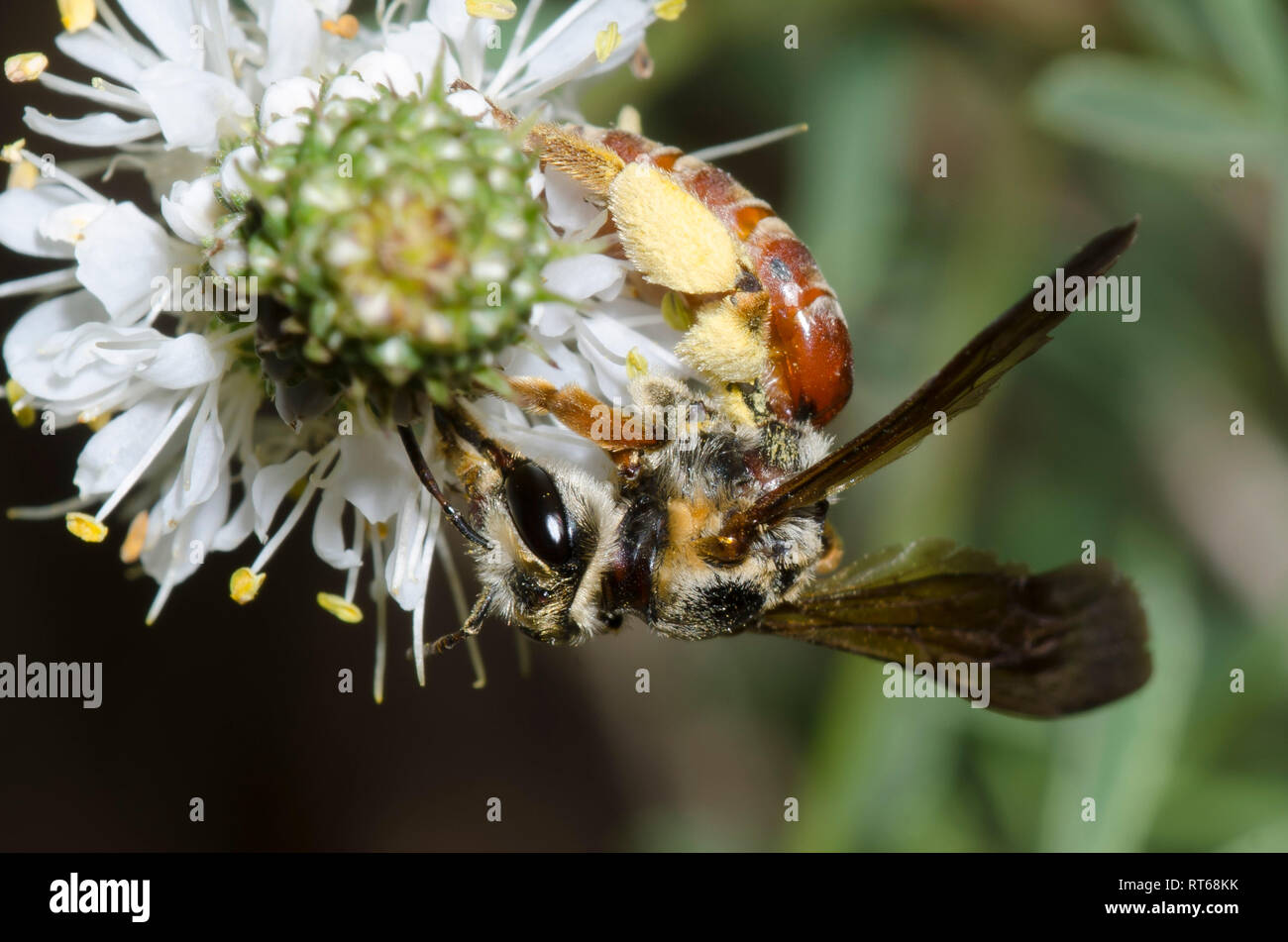 Prickly-poppy Andrena, Andrena argemonis, on Prairie Clover, Dalea sp ...
