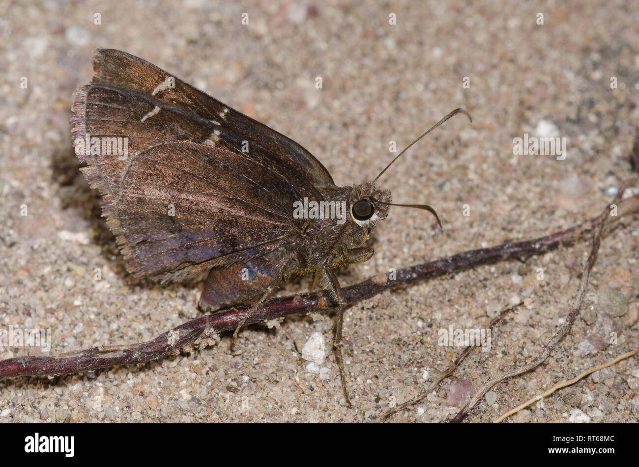 Northern Cloudywing, Cecropterus pylades, female Stock Photo - Alamy
