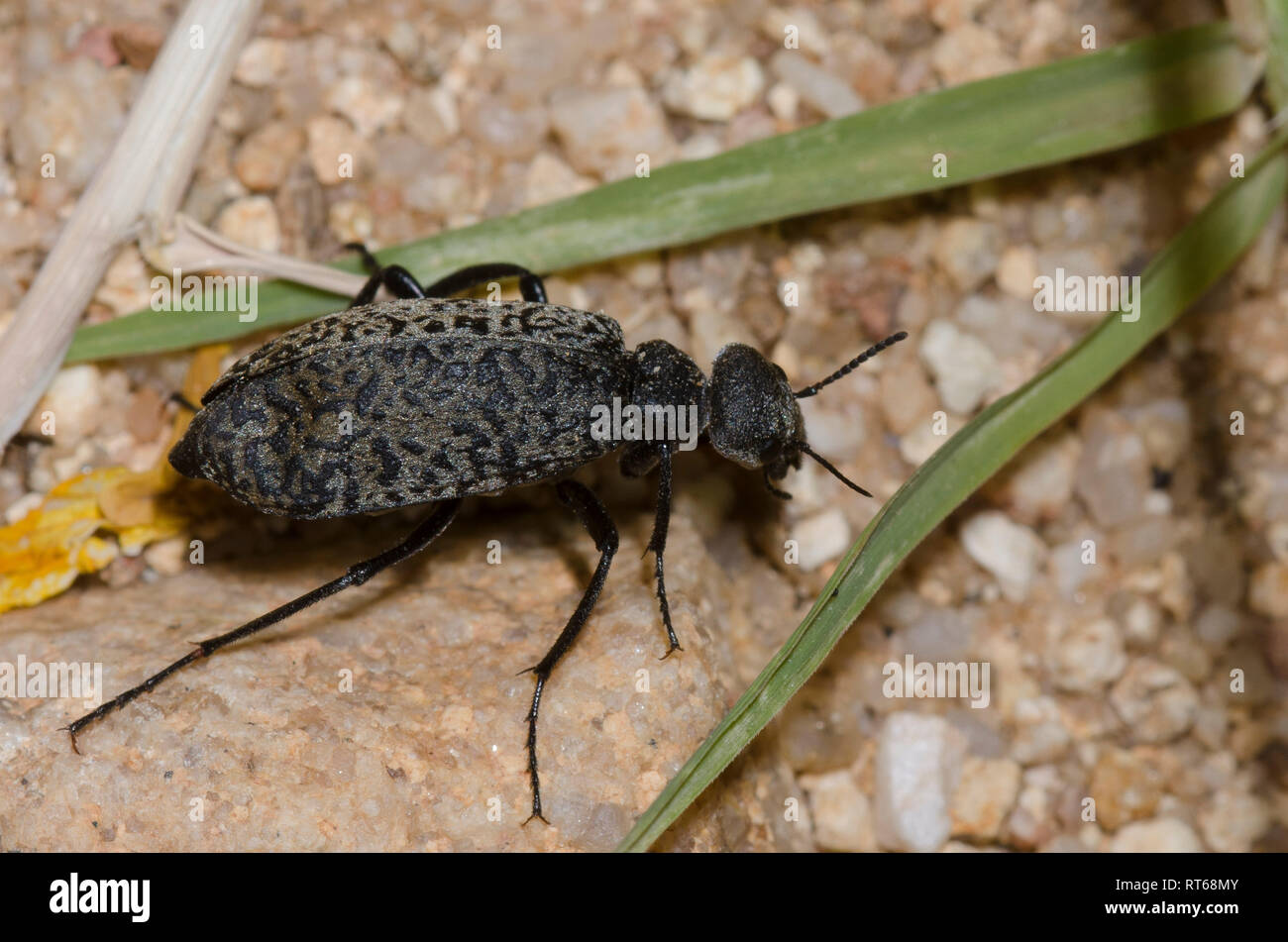 Meloidae Stock Photos & Meloidae Stock Images - Alamy
