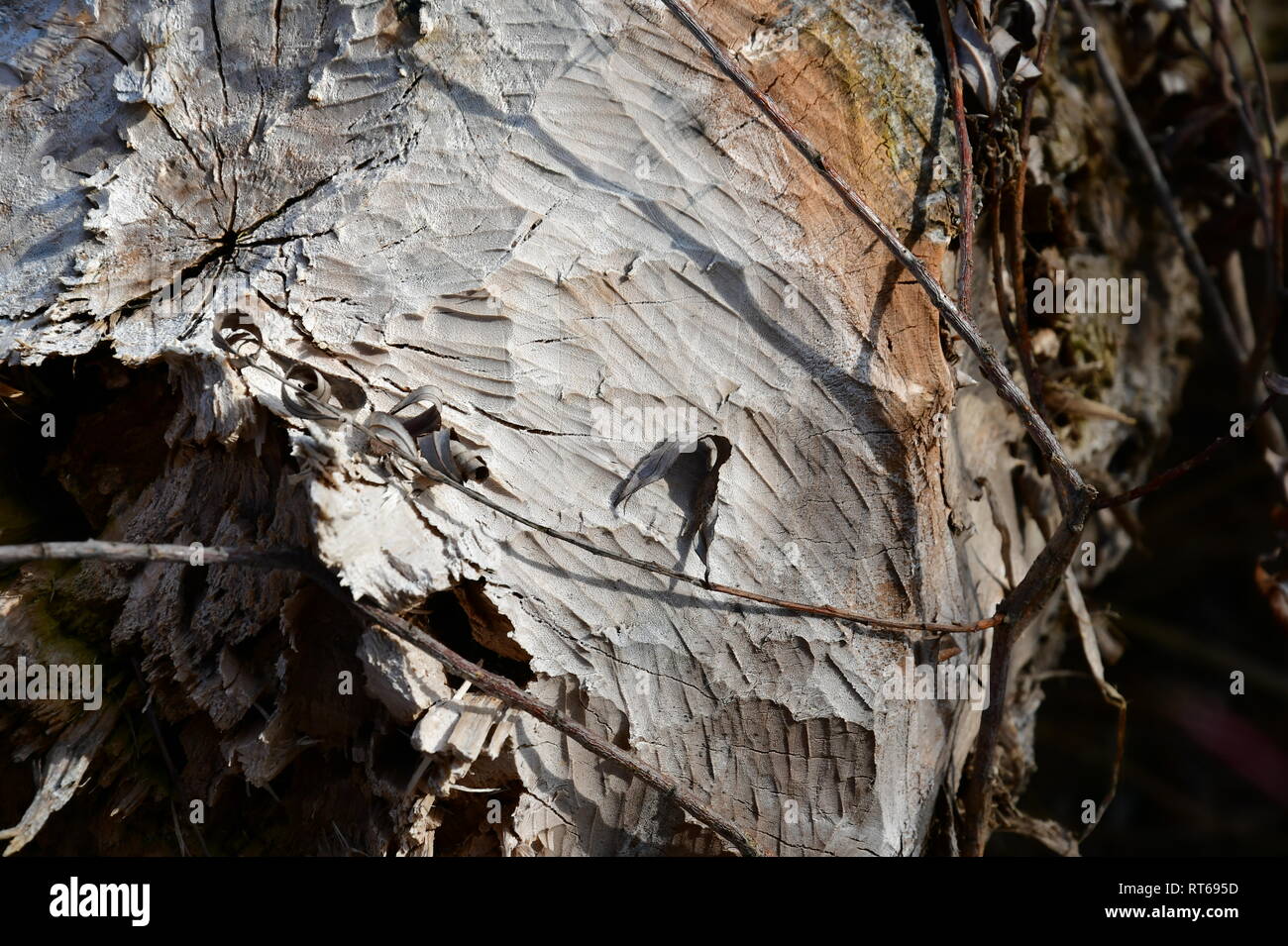 Tree Cutting Signs High Resolution Stock Photography and Images - Alamy