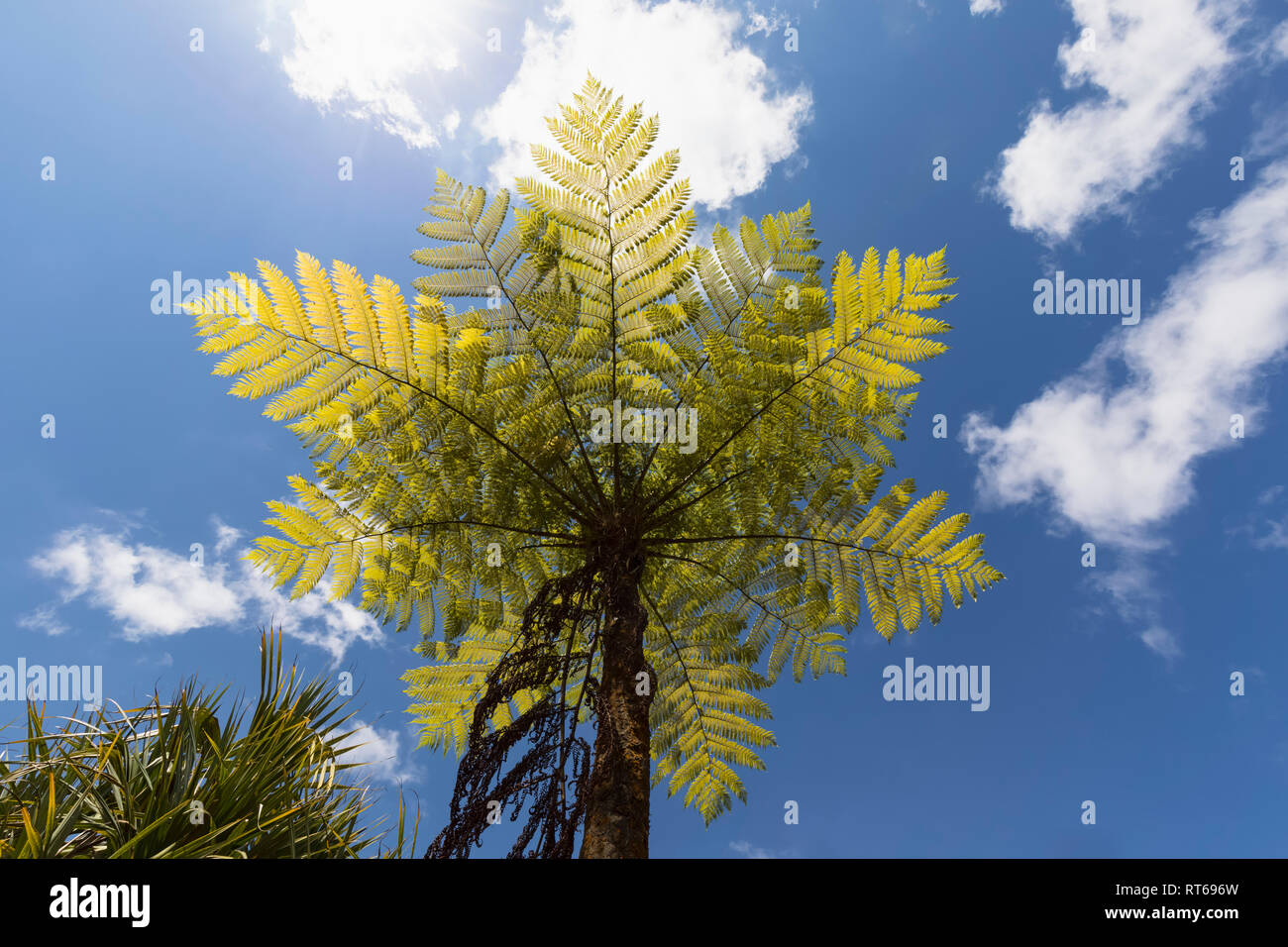 Mauritius, tree fern Stock Photo - Alamy