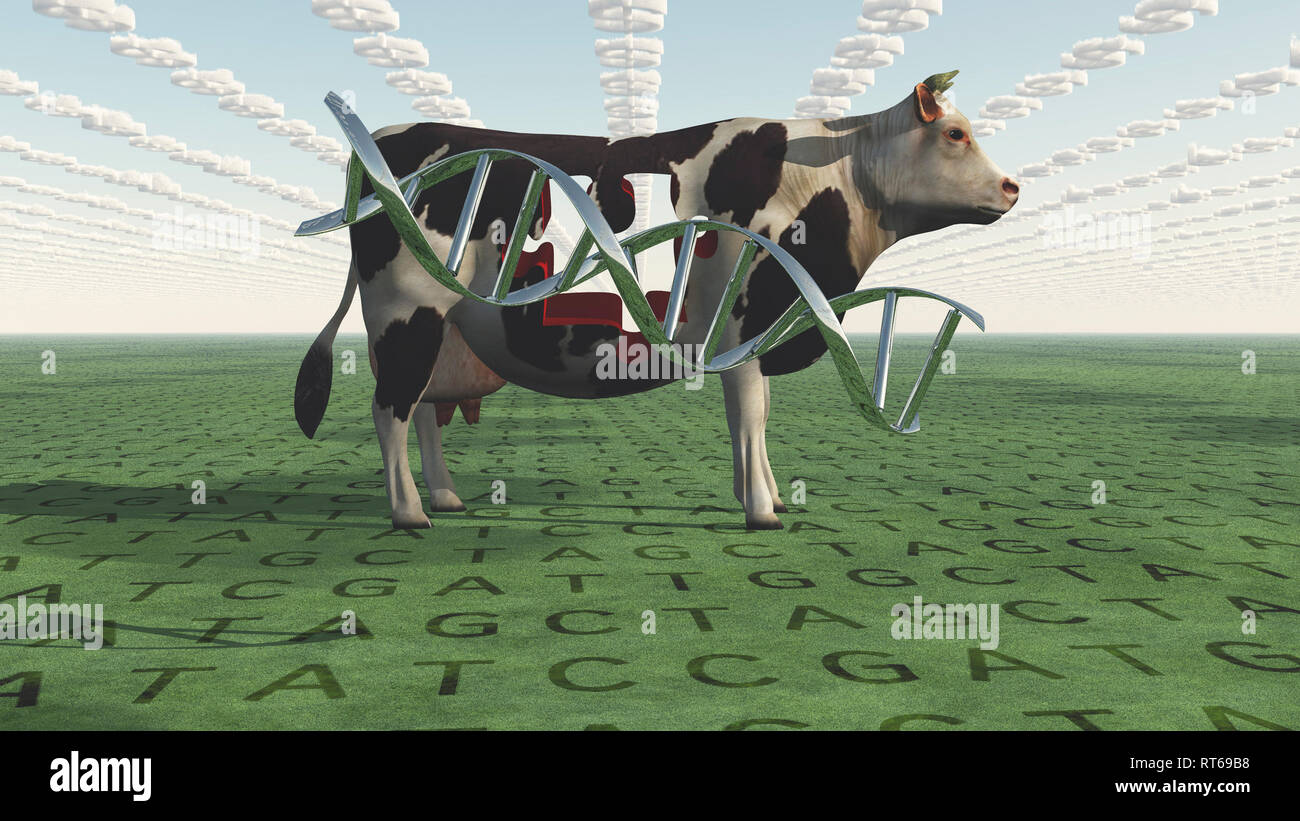 GMO Business Cow Stock Photo - Alamy