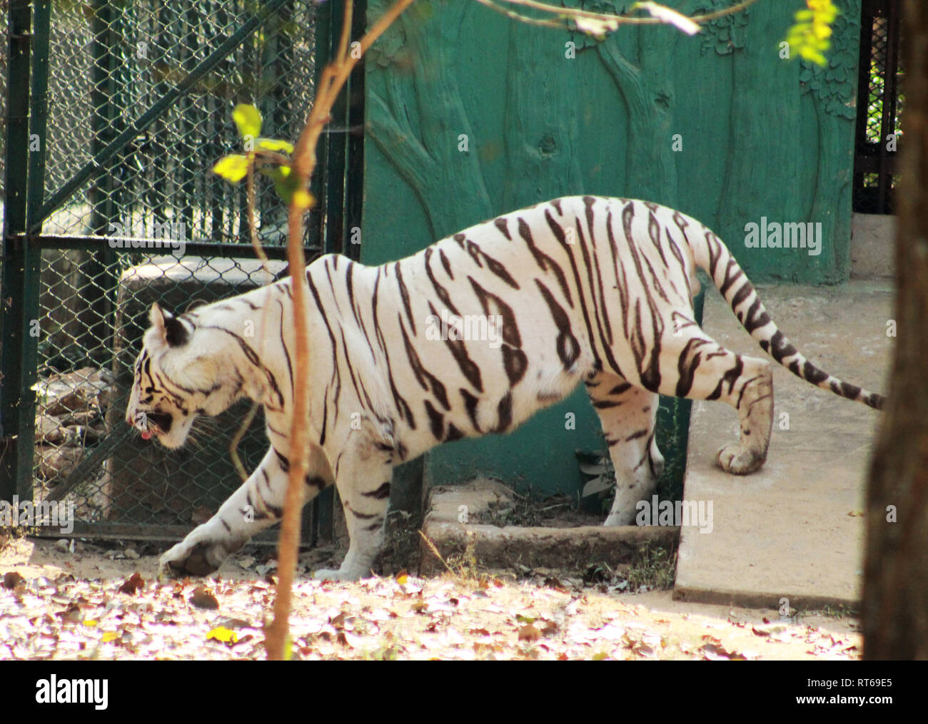 white tigress walking in a zoo Stock Photo - Alamy