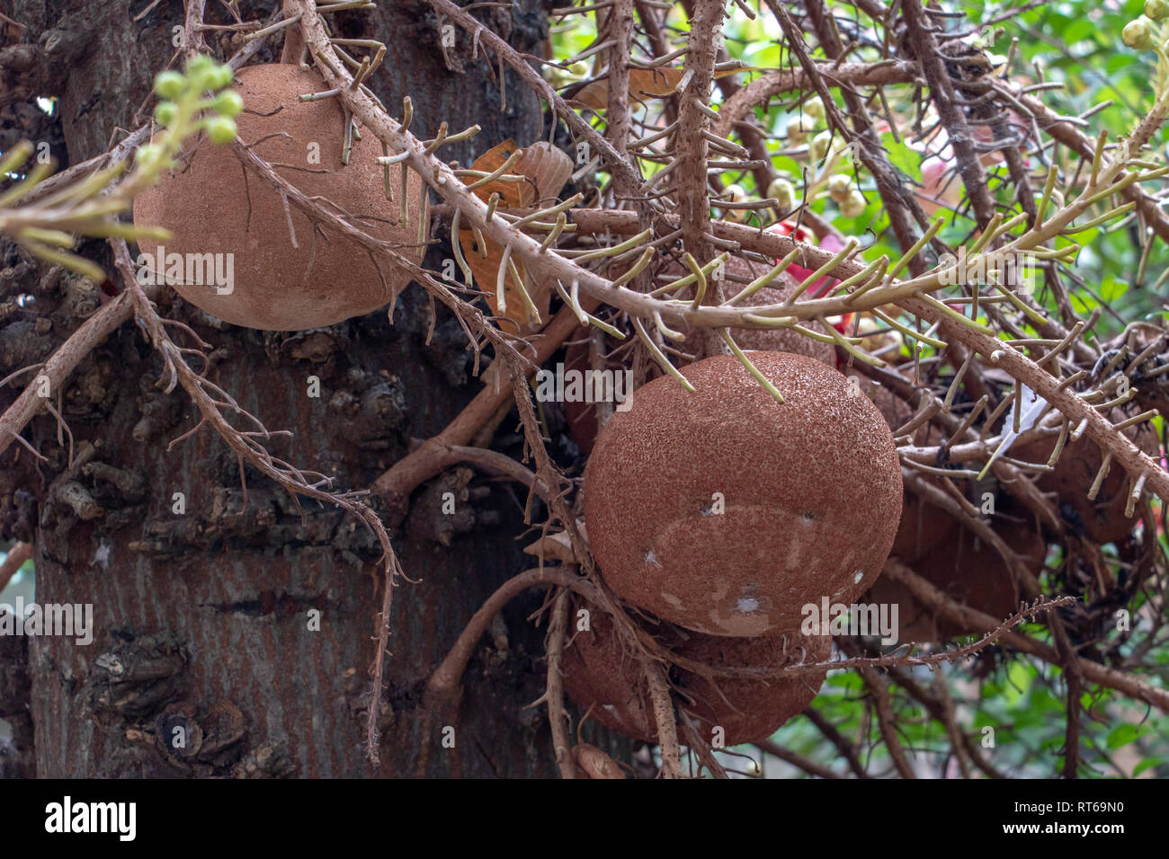 Cannonball tree fruit hi-res stock photography and images - Alamy
