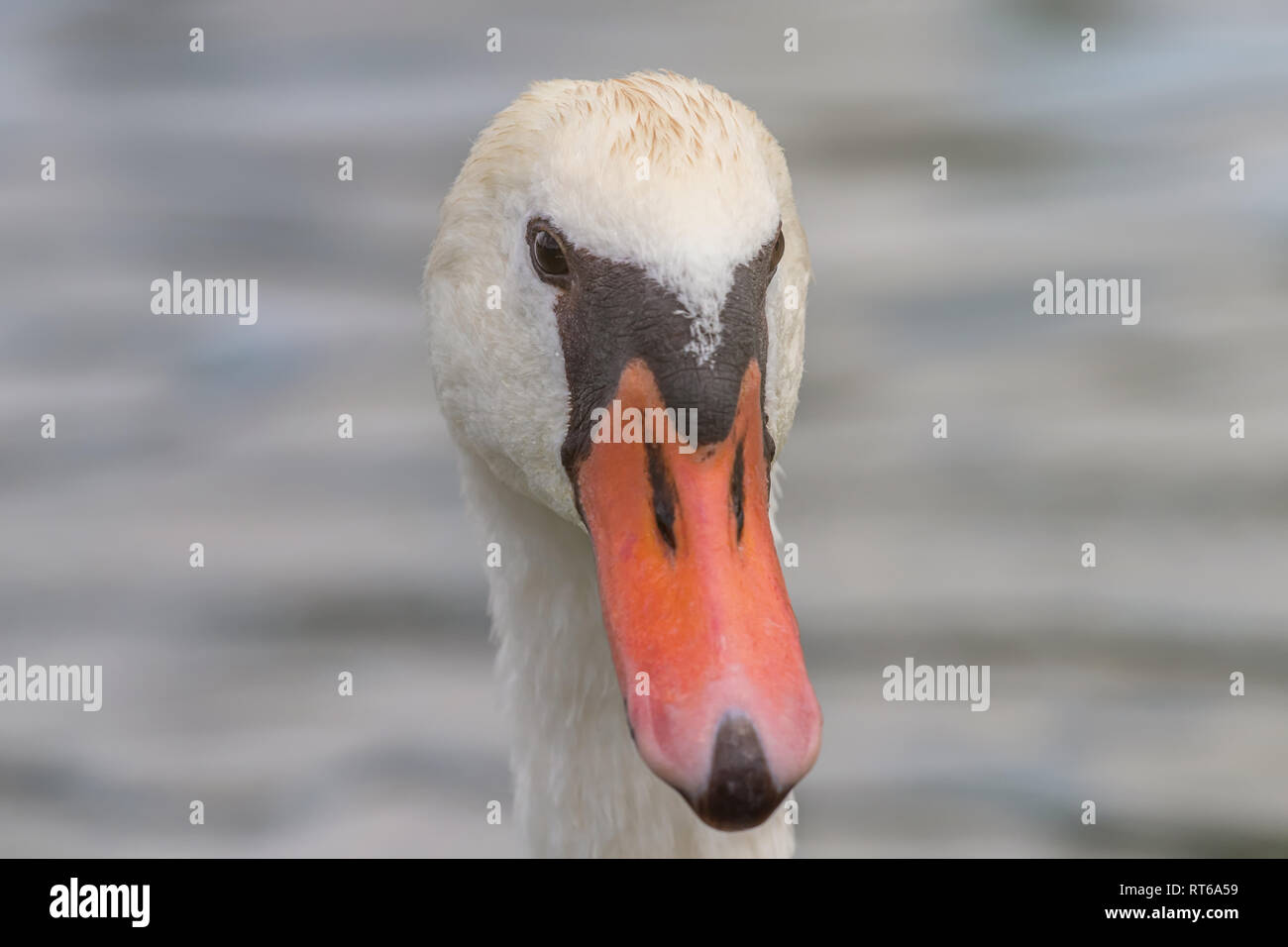Swan Close up, Swan portrait, Cygnus Stock Photo - Alamy