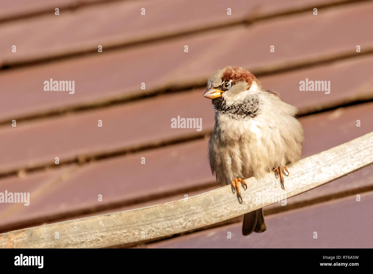 Sparrow roof top hi-res stock photography and images - Alamy