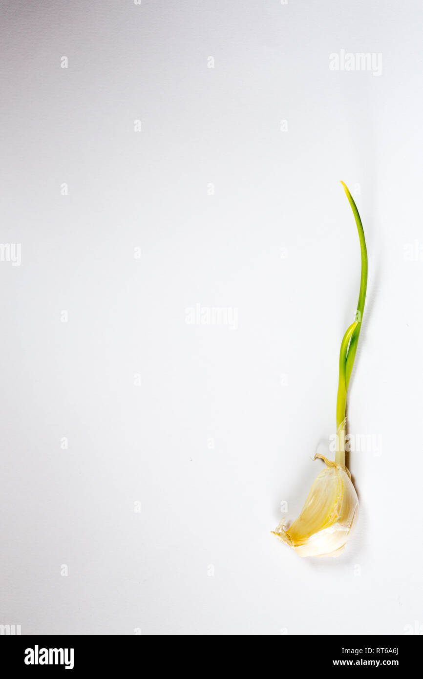 A single sprouting Garlic clove on white background with copy space ...