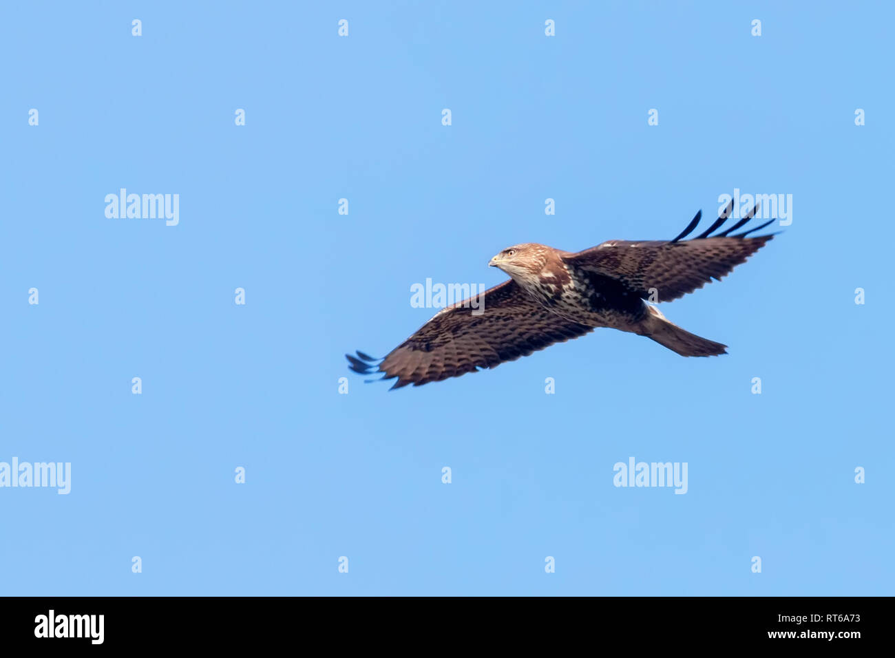 Common Buzzard (Buteo buteo) in flight Stock Photo - Alamy