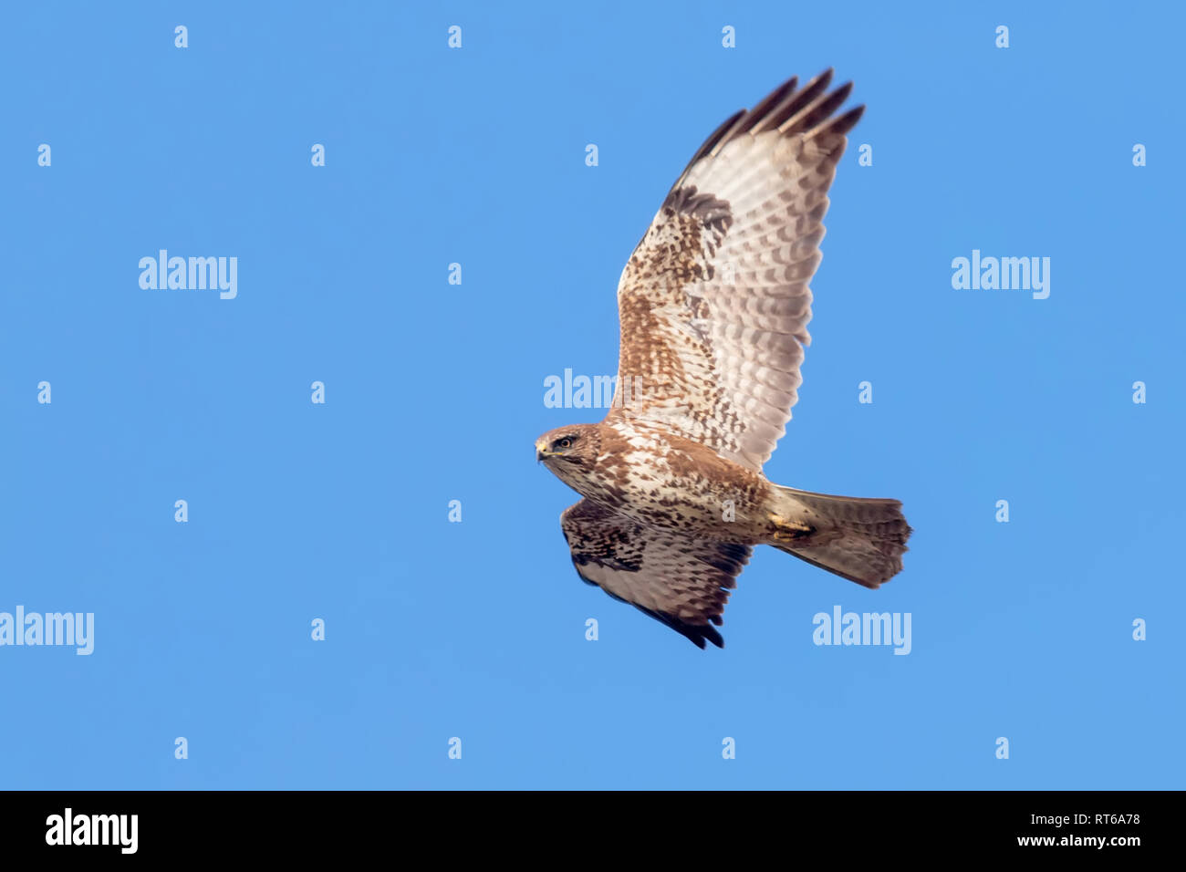 Common Buzzard (Buteo buteo) in flight Stock Photo - Alamy
