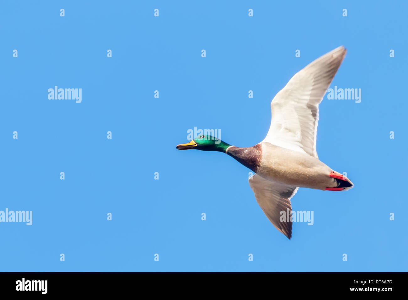 Migration route duck hi-res stock photography and images - Alamy