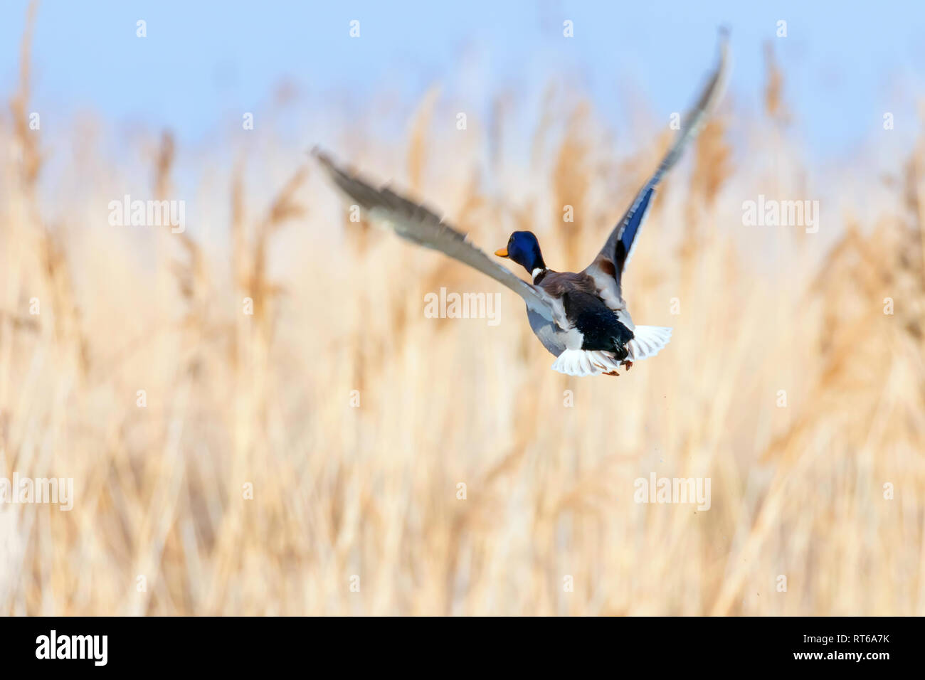 Migration route duck hi-res stock photography and images - Alamy