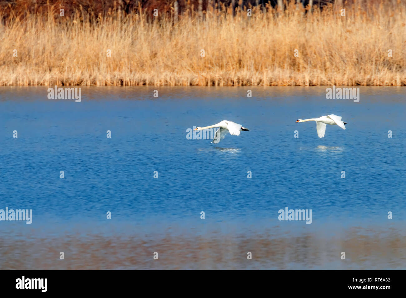 Pair of Swans Flying Over Water, water reflection Stock Photo - Alamy