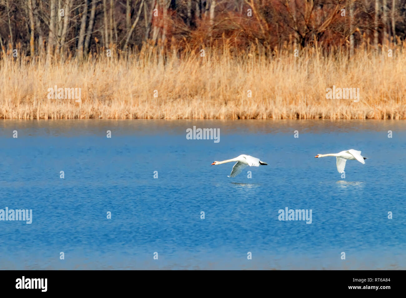 Pair of Swans Flying Over Water, water reflection Stock Photo - Alamy