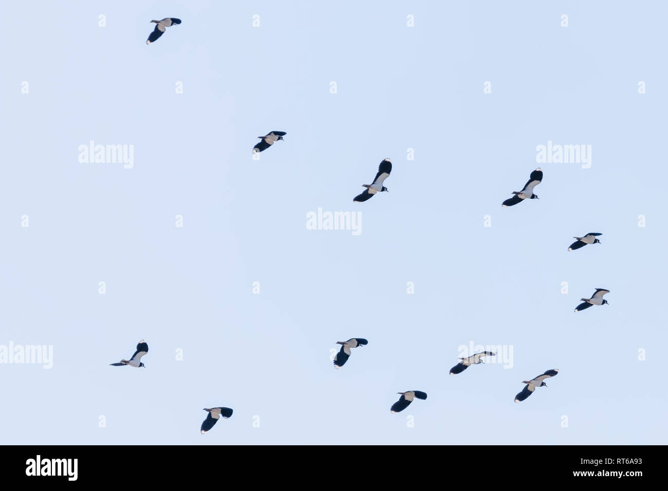 Lapwings in flight at sunset hi-res stock photography and images - Alamy