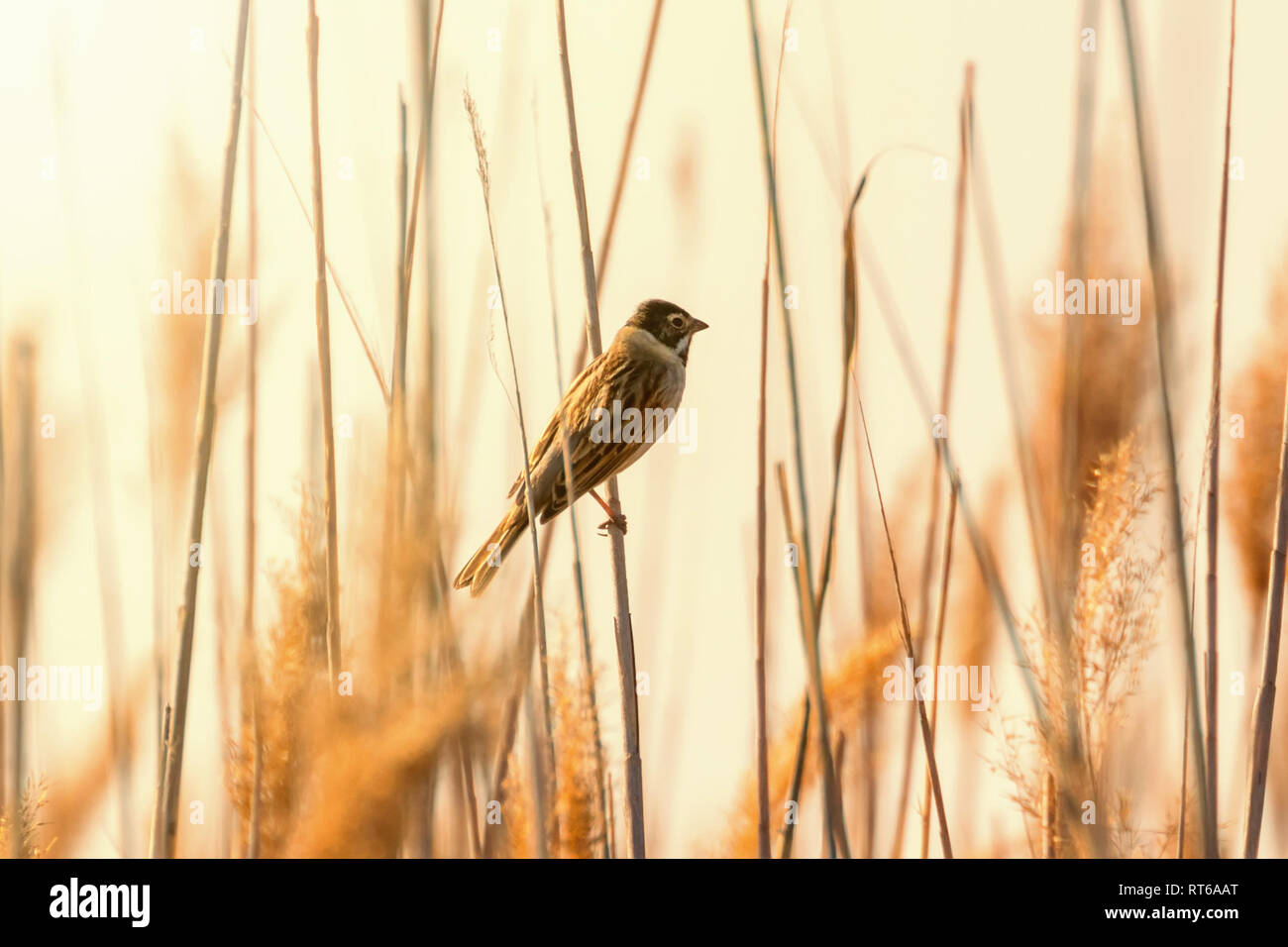 Common reed bunting (Emberiza schoeniclus) sitting on reed Stock Photo ...