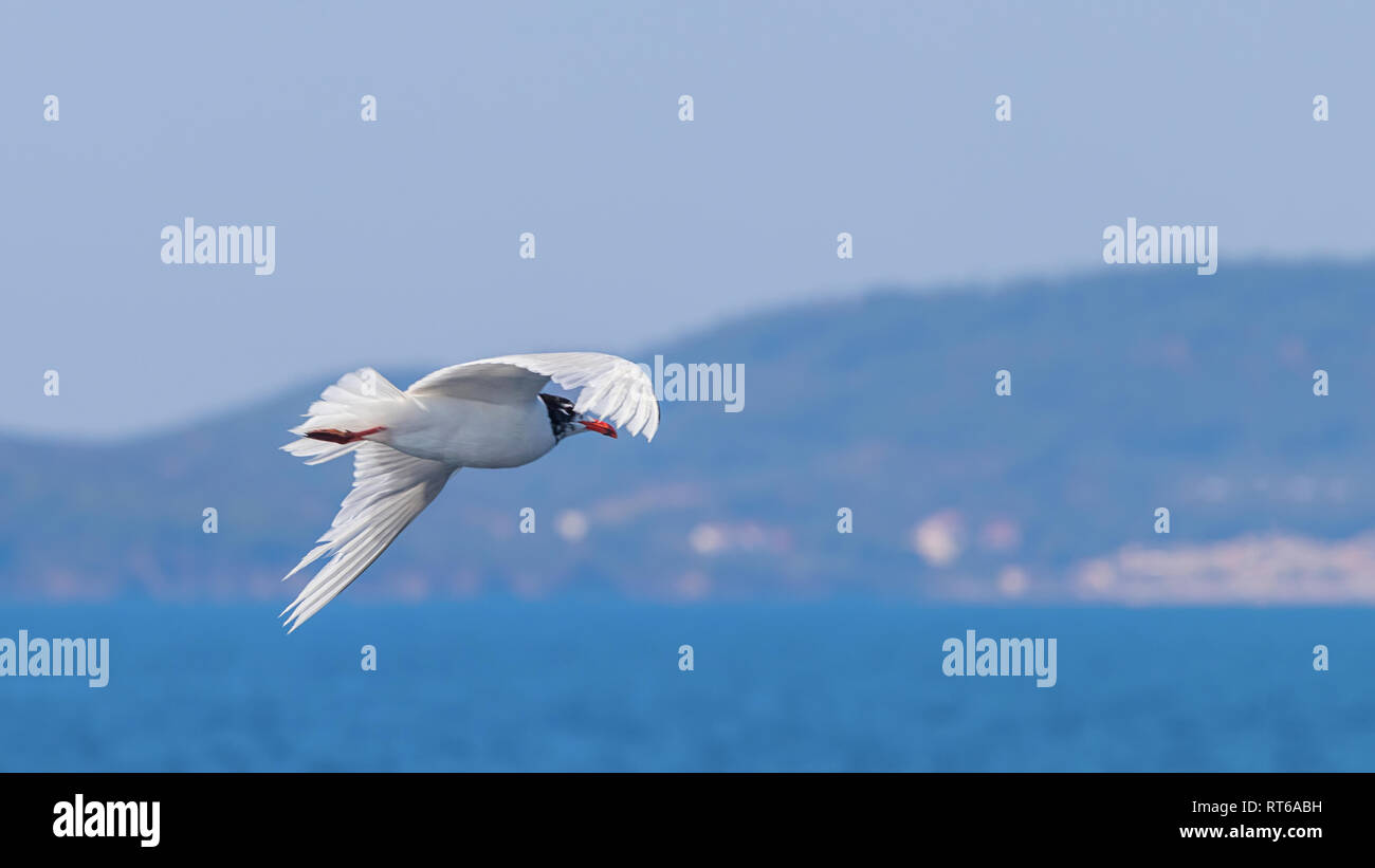 Mediterranean gull in flight over the sea Stock Photo - Alamy