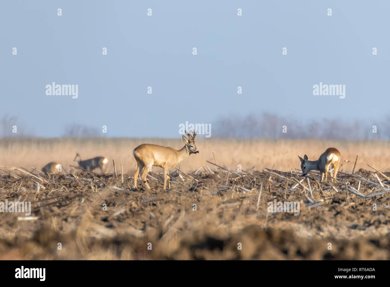 Wild roe deer in a field, spring time Stock Photo - Alamy