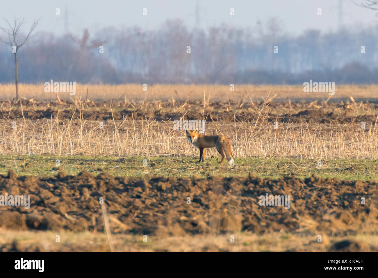 Red Fox in field, spring morning (Vulpes vulpes Stock Photo - Alamy