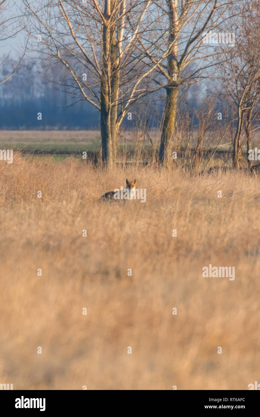 Red Fox in field, spring morning (Vulpes vulpes Stock Photo - Alamy