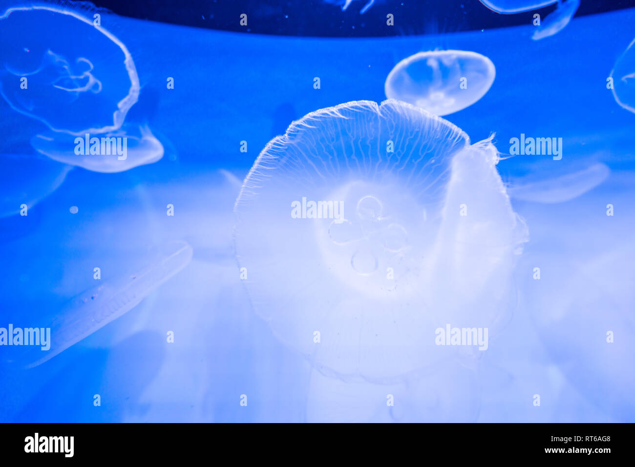 Small jellyfish in a decorative aquarium with blue backlight Stock ...