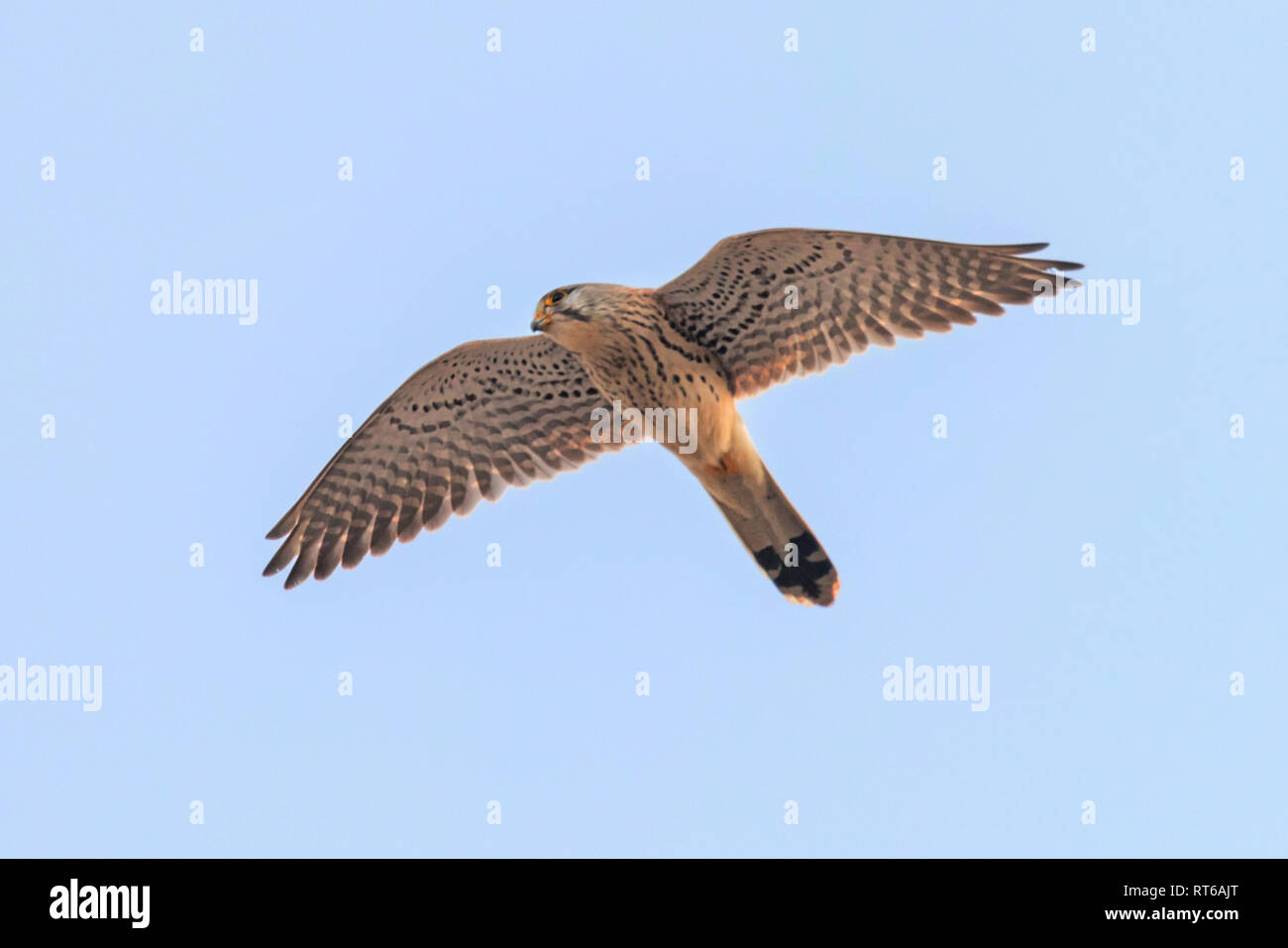 Common Kestrel (Falco tinnunculus). Common Kestrel in flight Stock ...