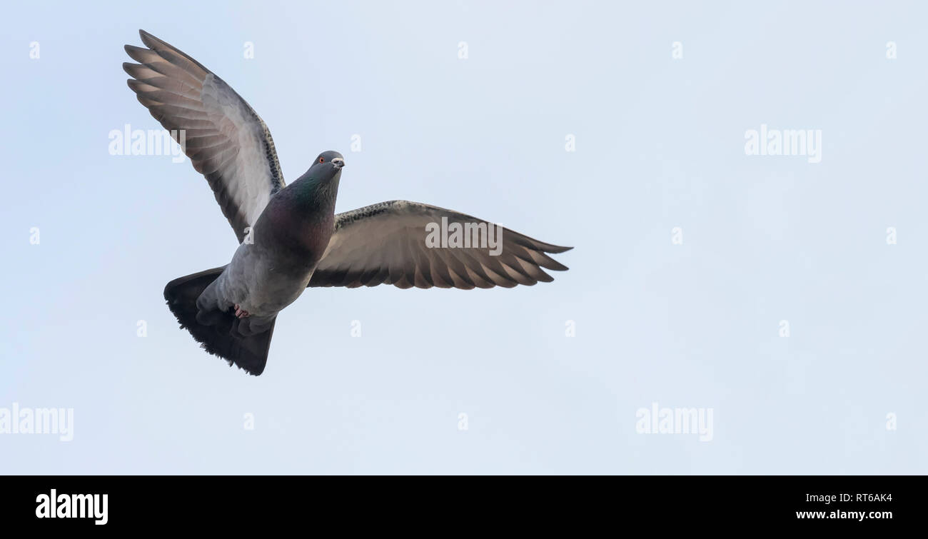 Racing pigeons in flight hi-res stock photography and images - Alamy