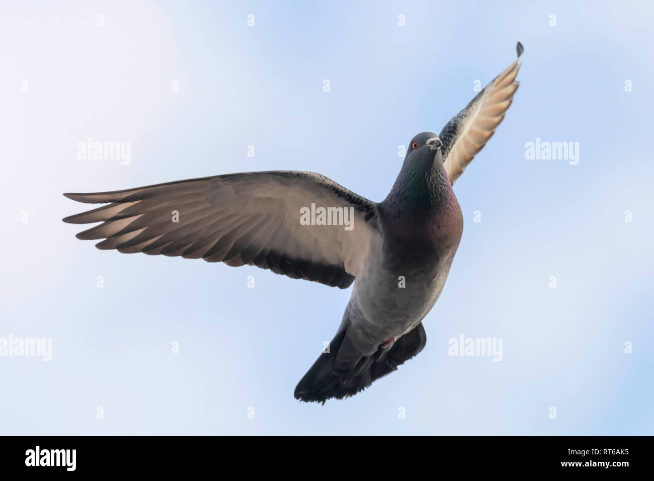 Racing Pigeons In Flight High Resolution Stock Photography and Images ...