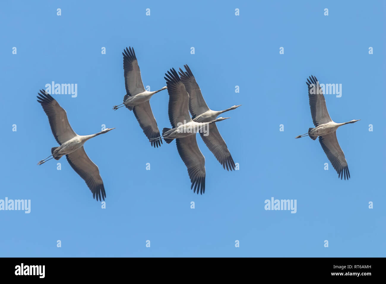 Common Cranes in flight blue skies, (Grus grus) migration Stock Photo ...