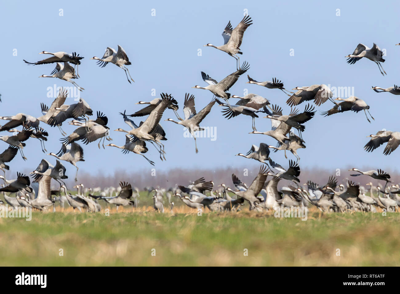 Flock of Common Crane (Grus grus) in a field, migration Stock Photo - Alamy