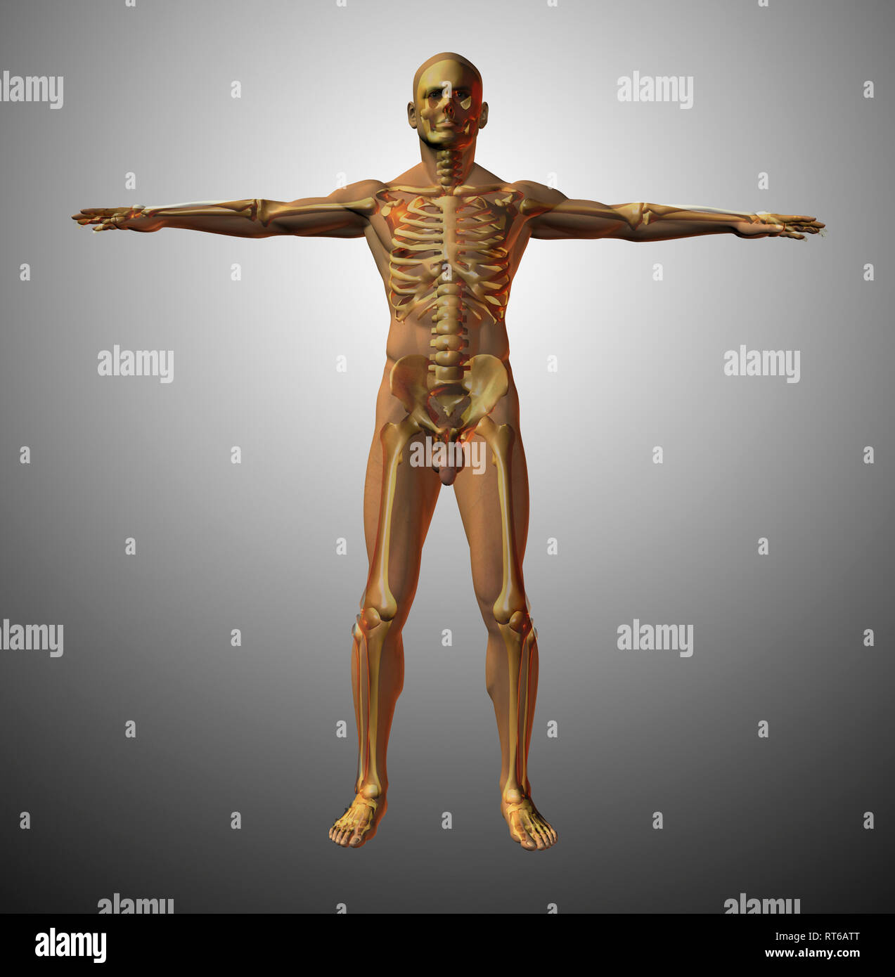 Body standing anatomical figure hi-res stock photography and images - Alamy