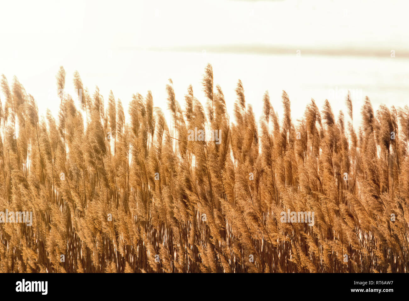 Reed bending hi-res stock photography and images - Alamy