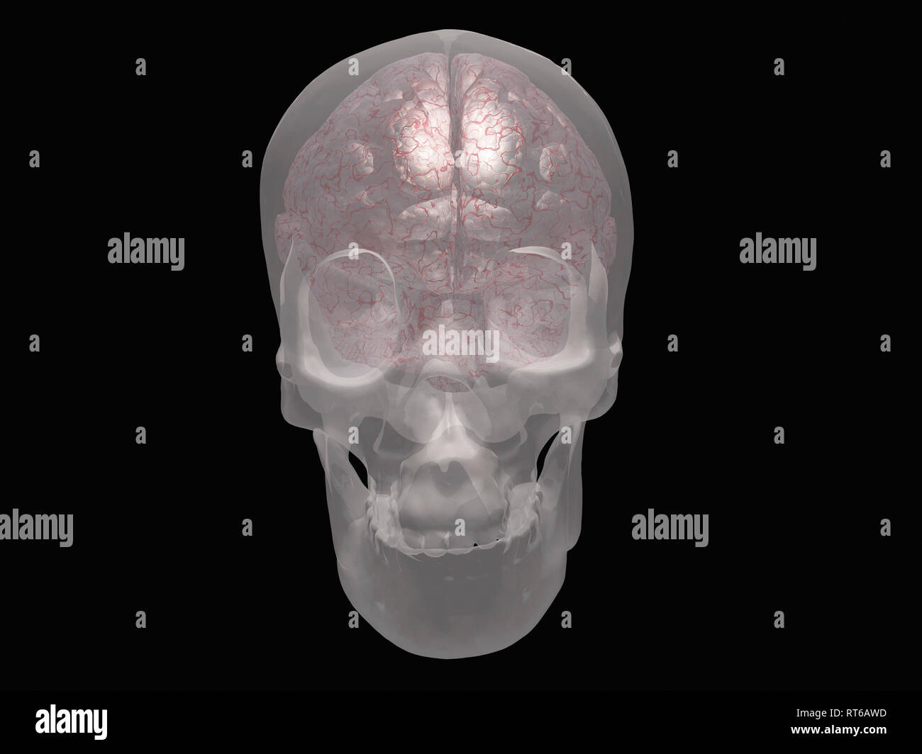 Brain revealed in transparent skull. 3D rendering Stock Photo - Alamy