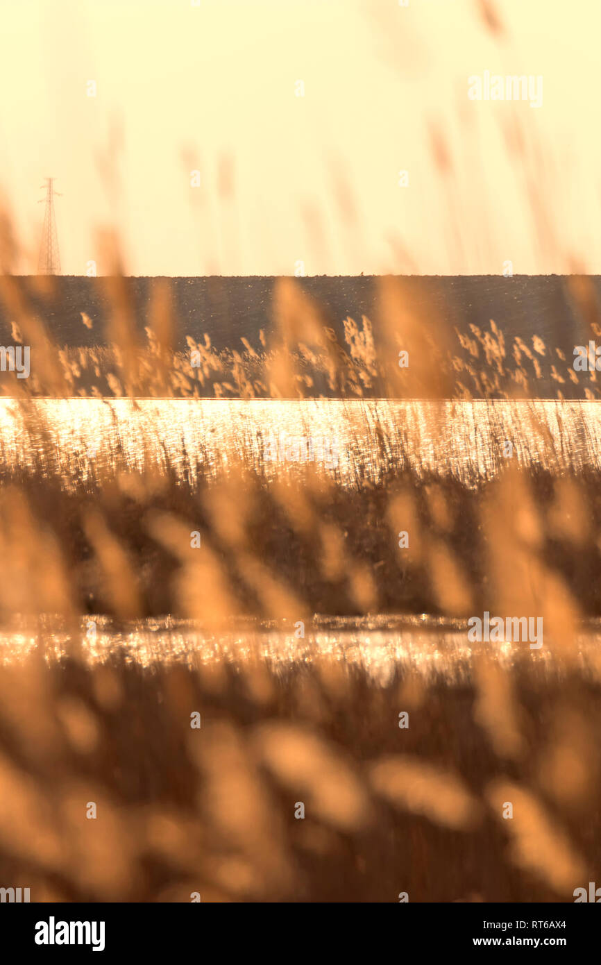 Reed bending hi-res stock photography and images - Alamy