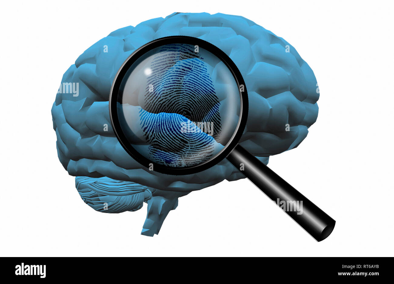 Fingerprint on brain, magnify glass Stock Photo - Alamy