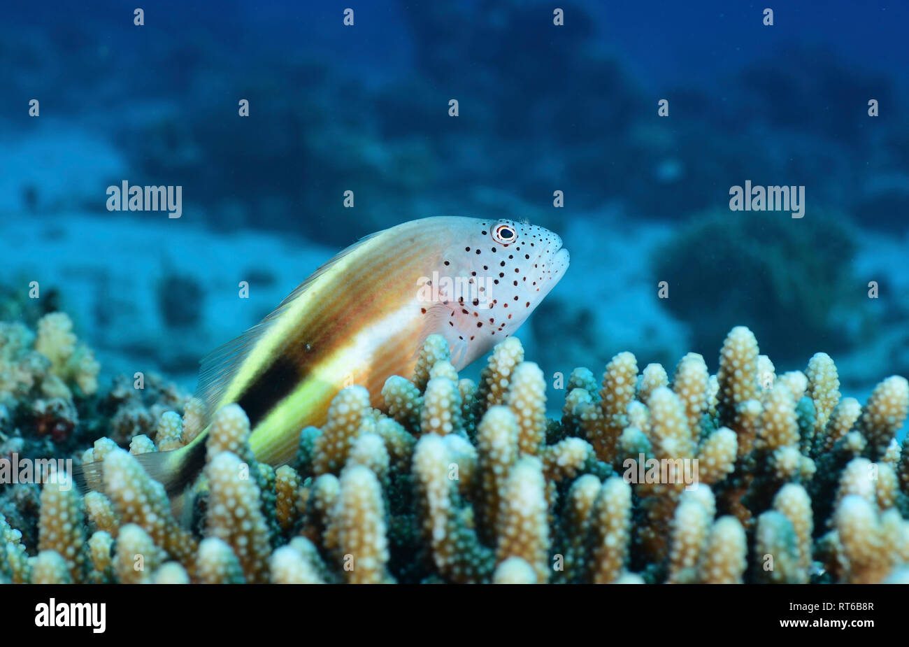 Freckled hawkfish, Red Sea, Egypt Stock Photo - Alamy