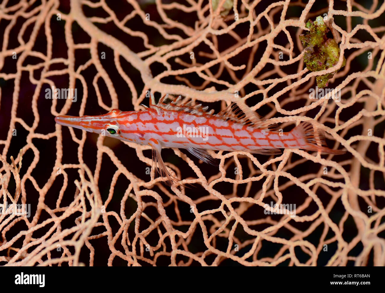 Longnose hawkfish, Red Sea, Egypt Stock Photo - Alamy