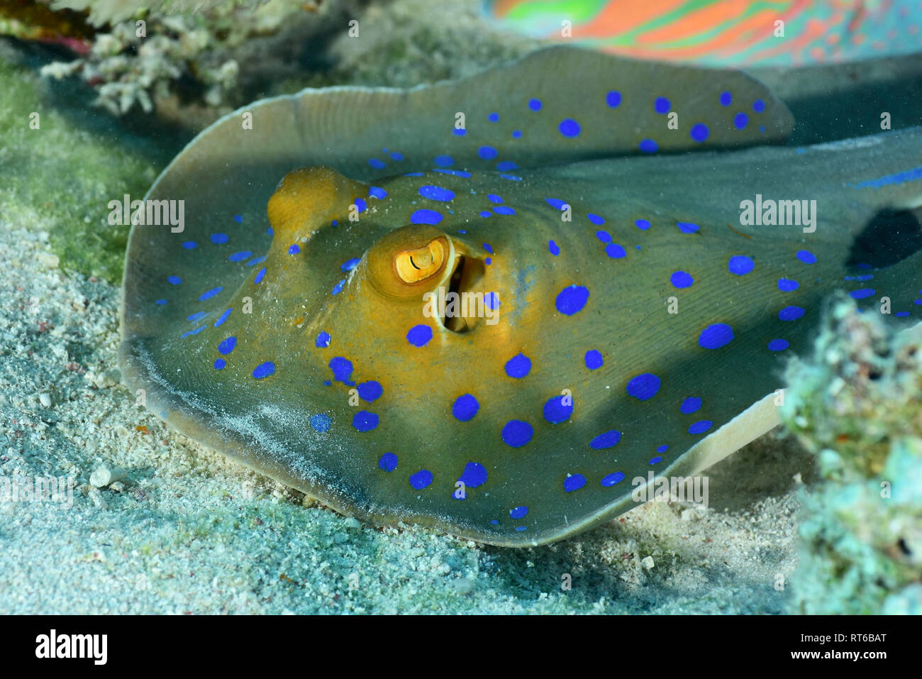 Blue-spotted stingray, Red Sea, Egypt Stock Photo - Alamy