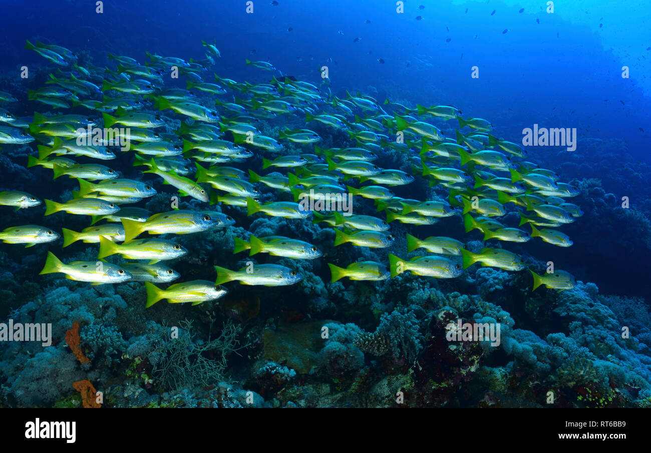 Schooling blackspot snapper, Red Sea, Egypt Stock Photo - Alamy