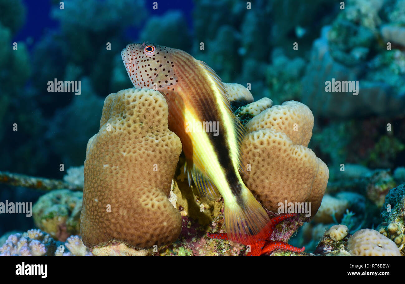 Freckled hawkfish, Red Sea, Egypt Stock Photo - Alamy