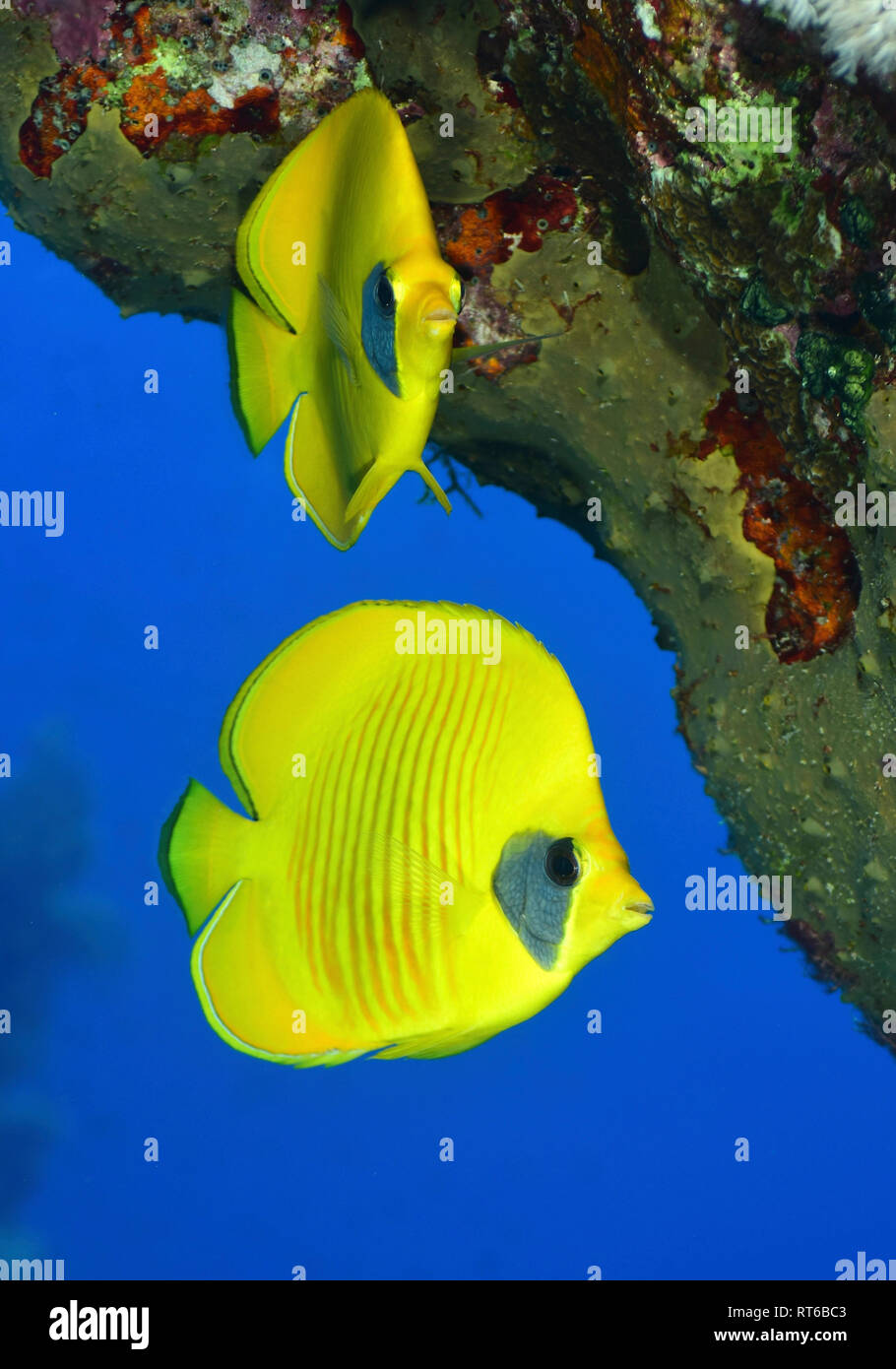 Butterflyfish red sea hi-res stock photography and images - Alamy