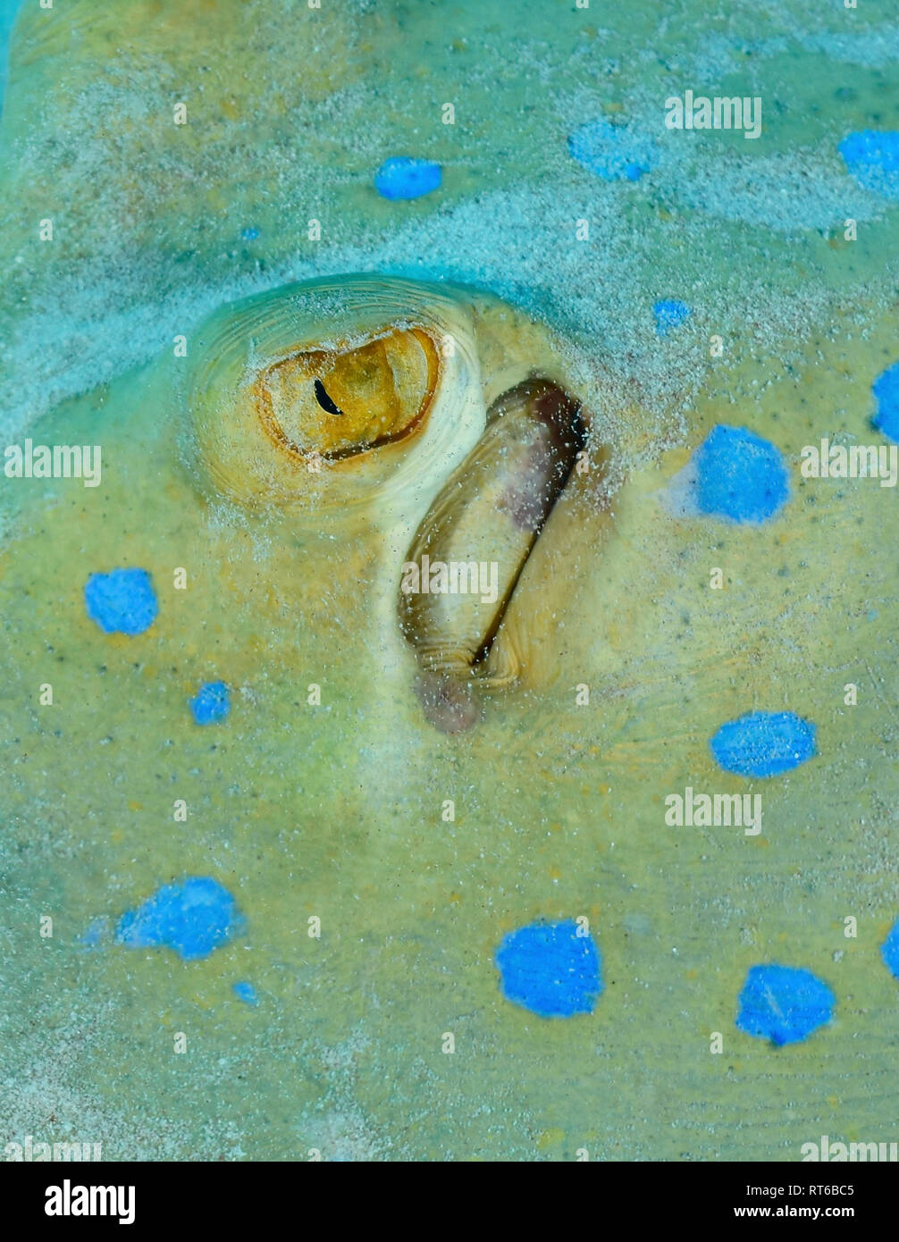 Close-up of eyeball on a blue-spotted stingray, Red Sea, Egypt Stock ...