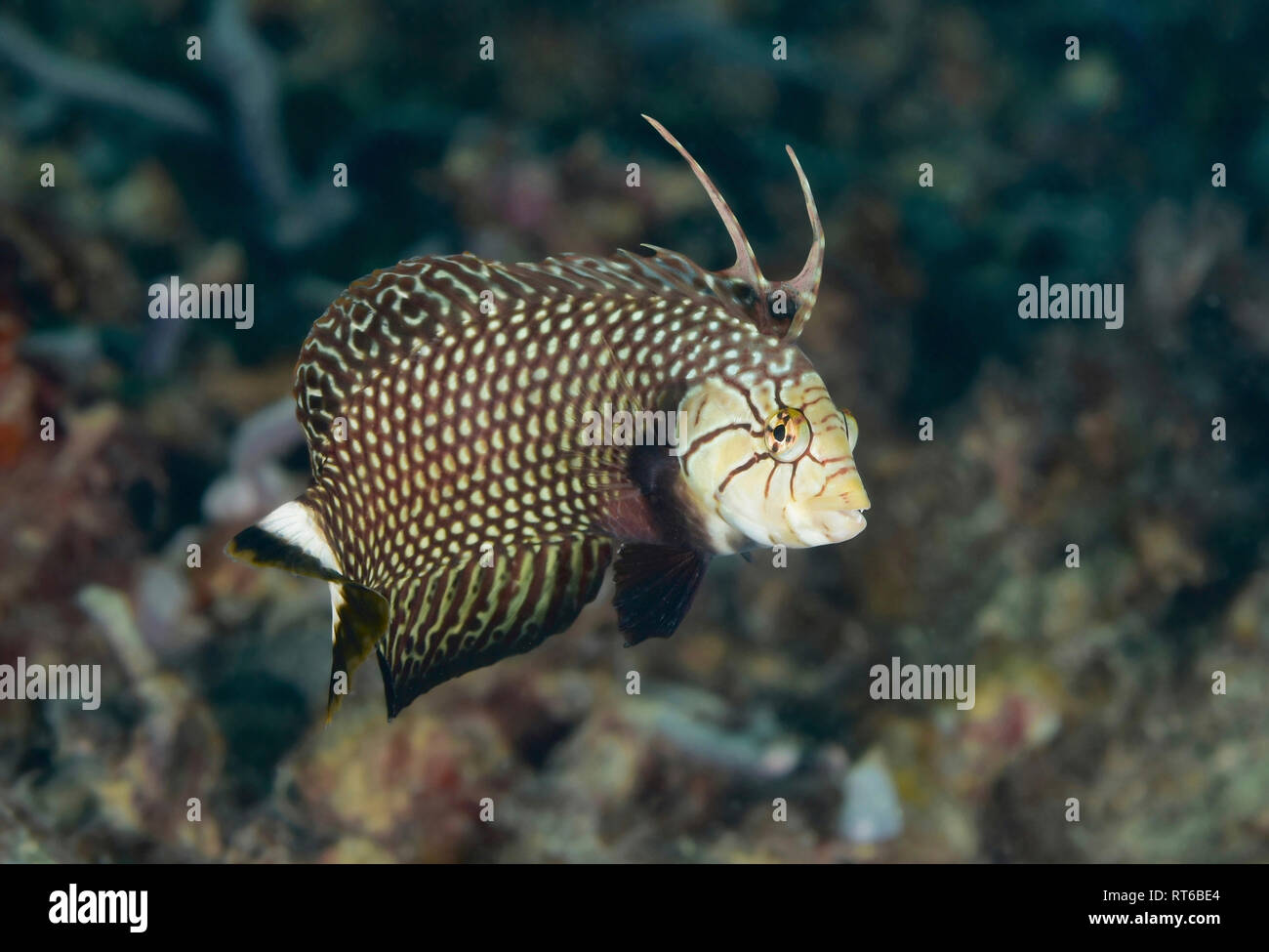 Rockmover wrasse, Yap, Micronesia Stock Photo - Alamy
