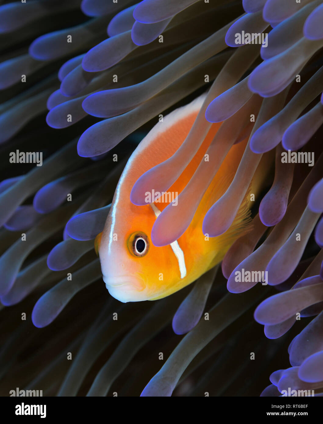 Yap Micronesia High Resolution Stock Photography and Images - Alamy