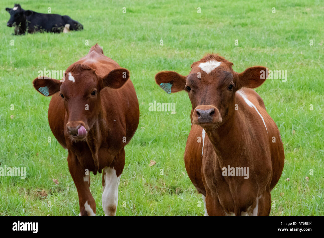 Two curious young cows looking at the the photographer in the Natal ...