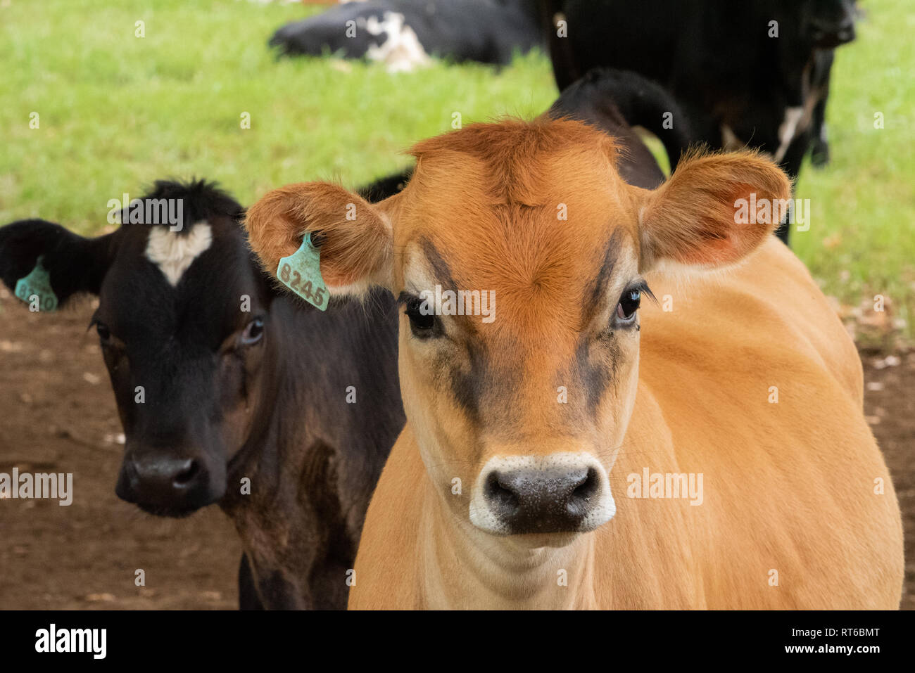 Pretty young cows with ear tags for identification in the Natal ...