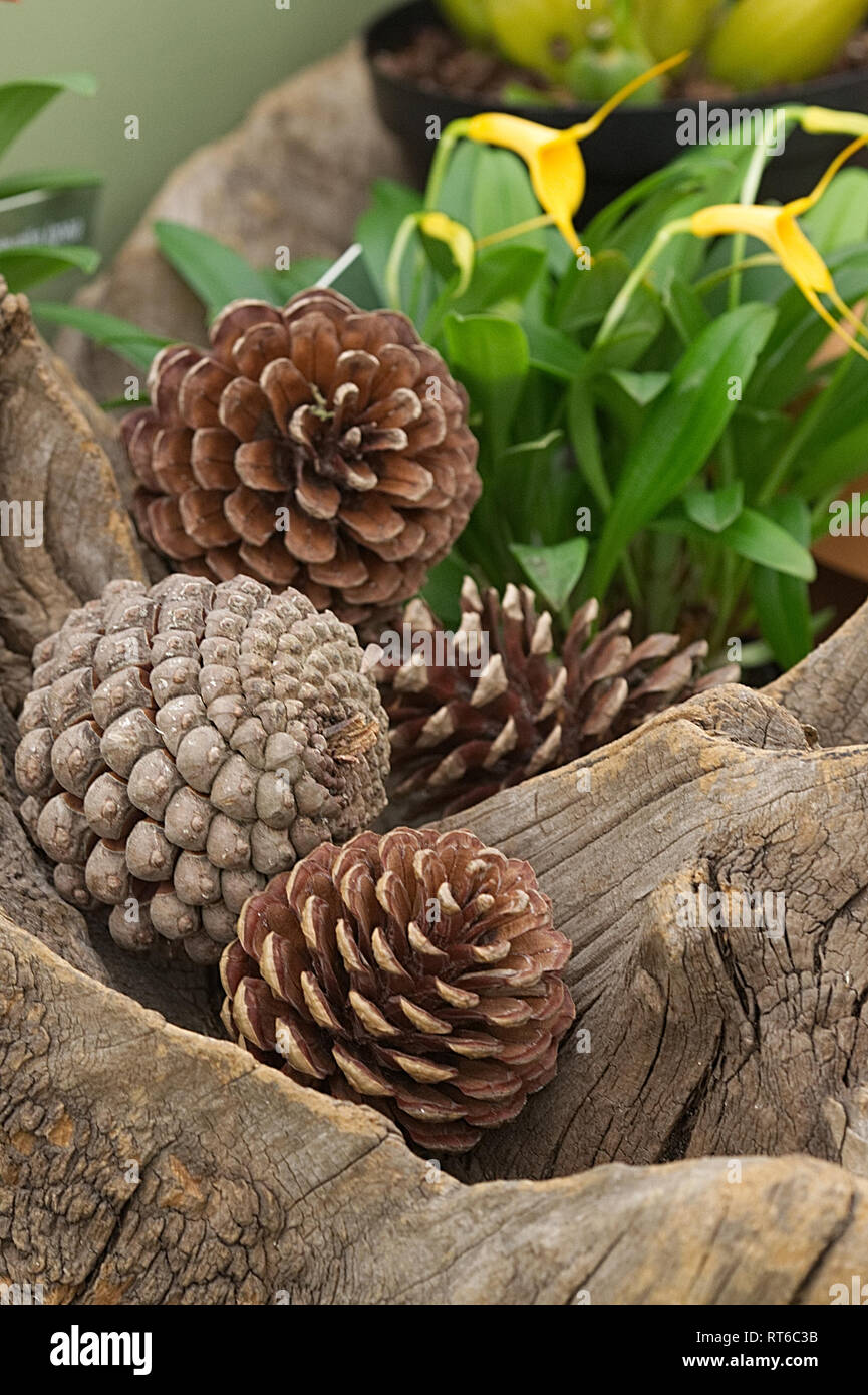 pine cones and flower display Stock Photo - Alamy