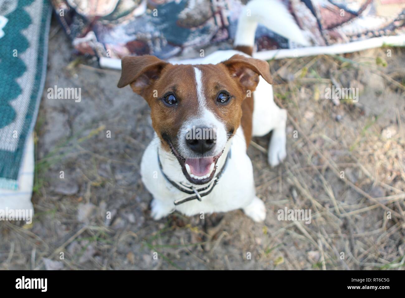 Dog rest near white sand hi-res stock photography and images - Alamy