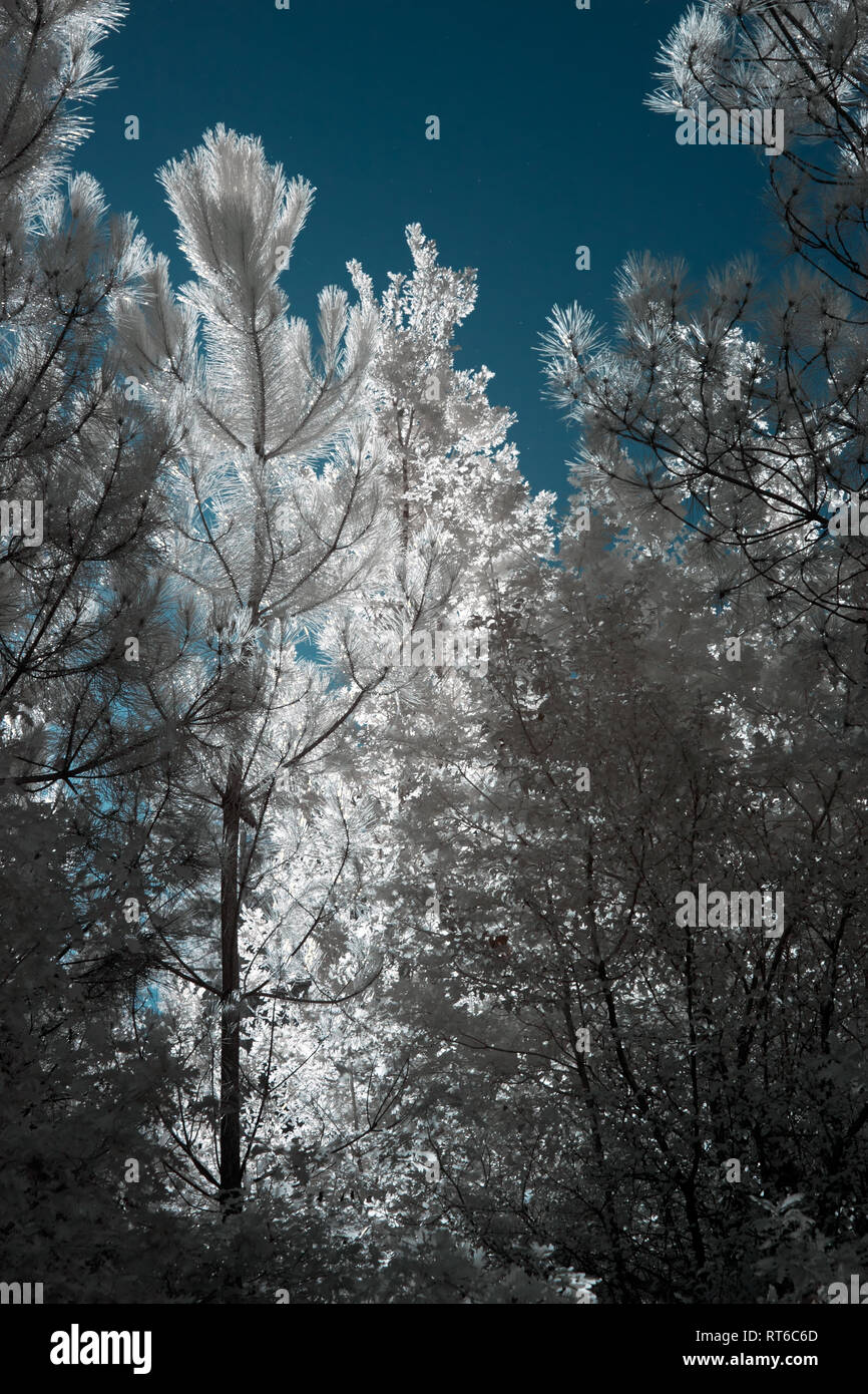 Infrared trees from an European forest Stock Photo - Alamy